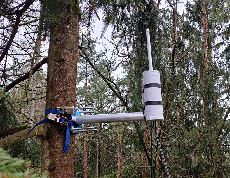 FutureForest: Wie KI dabei hilft, Wälder für den Klimawandel stark zu ...